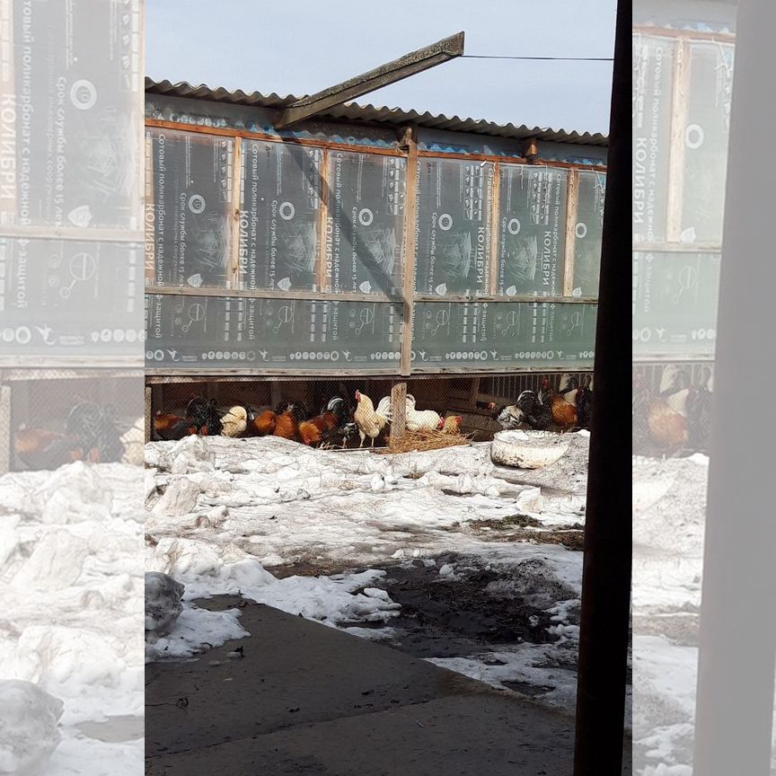 Продам домашних петушков