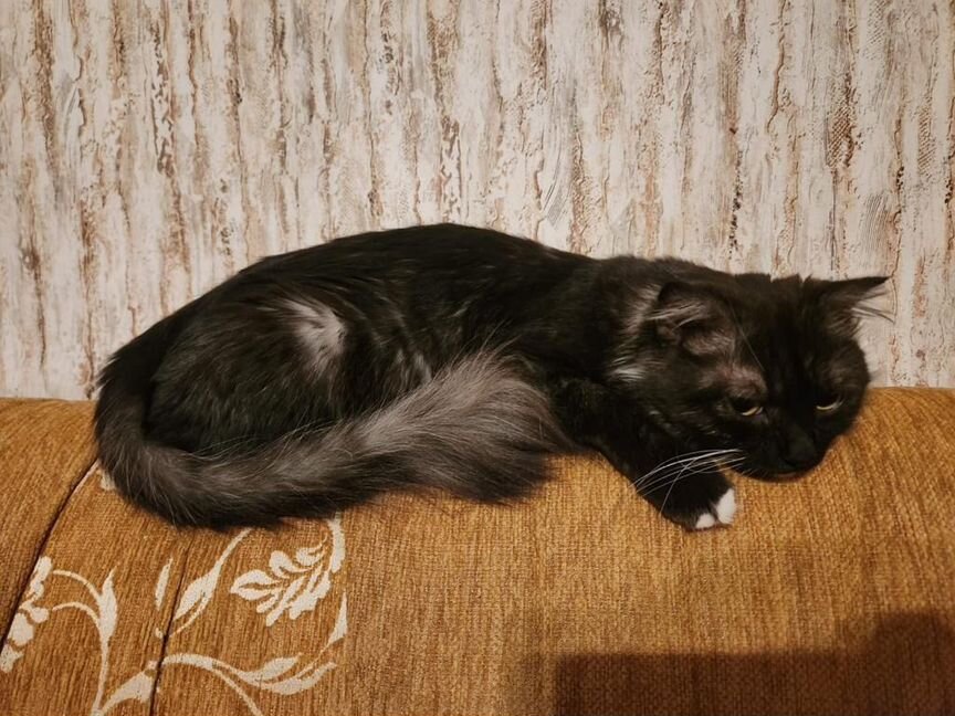 Отдам кота в добрые руки