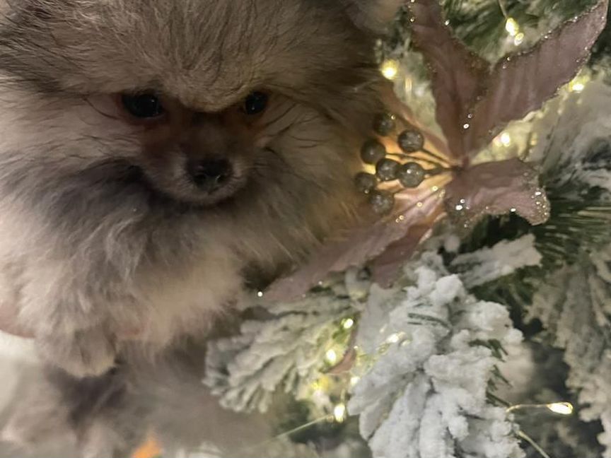 Щенки шпица Малыш