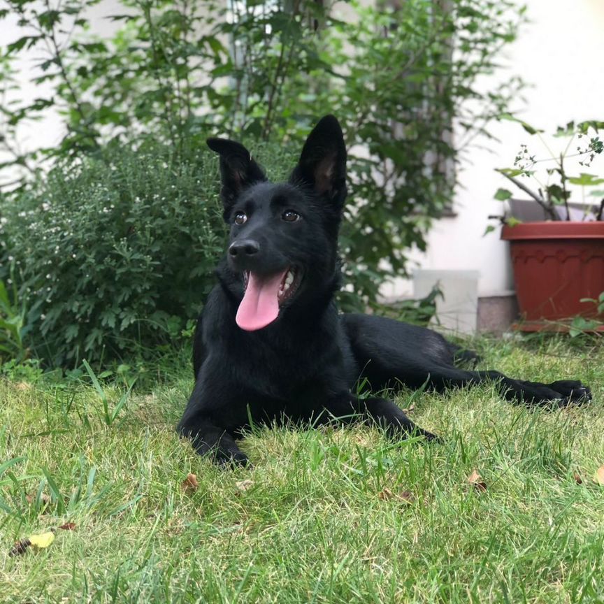 Бэтти, ждет ма и па