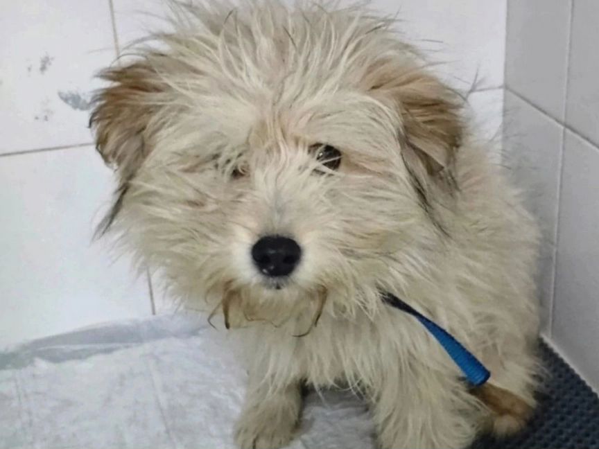 Маленький пёсик ищет своего человека