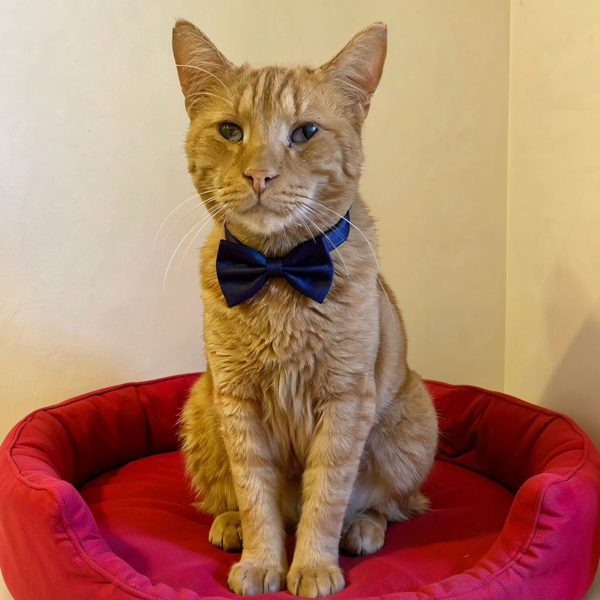 Взрослый кот в добрые руки