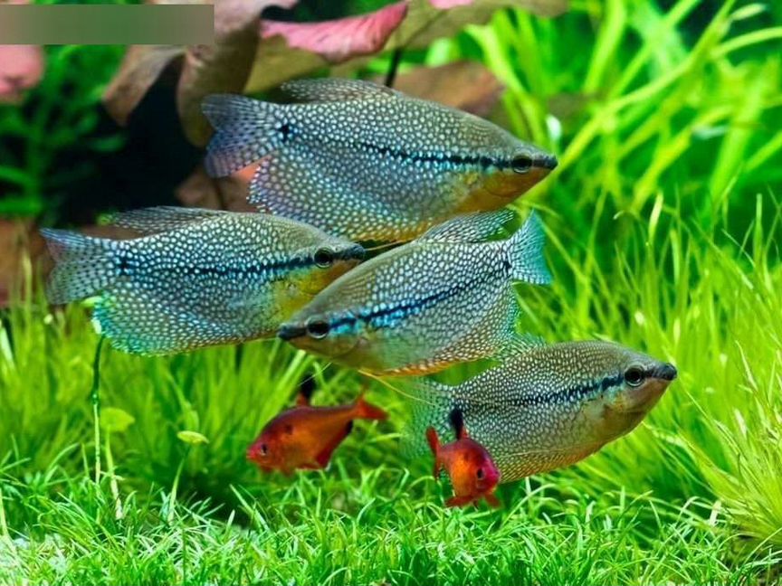 Аквариумные рыбки гурами