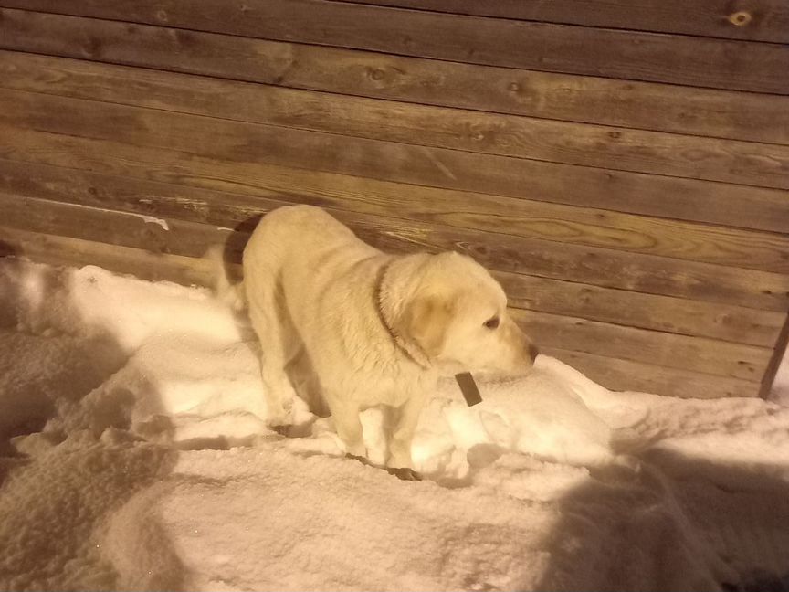 Алабай 5 месяцев в добрые руки