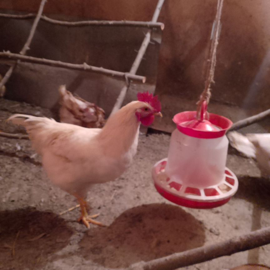 Продам молодых петушков