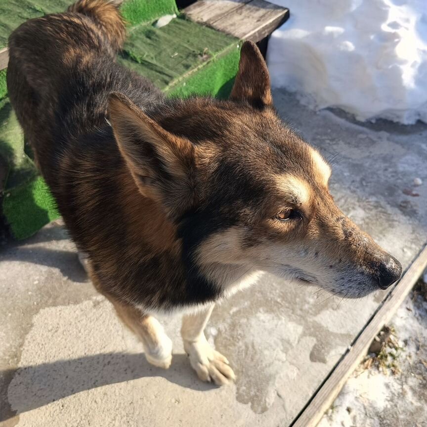 Взрослый пёс в добрые руки