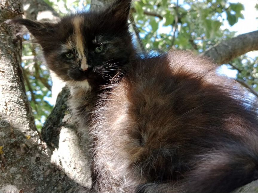 Котята мейн-кун 1.5мес