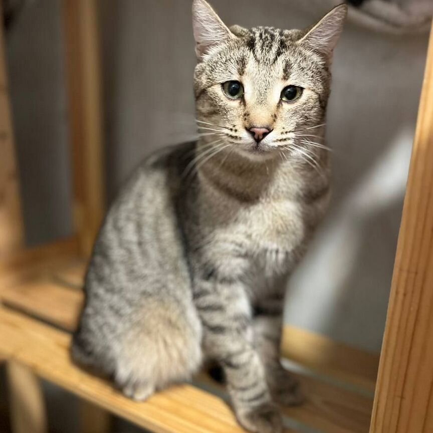 Взрослый кот в добрые руки