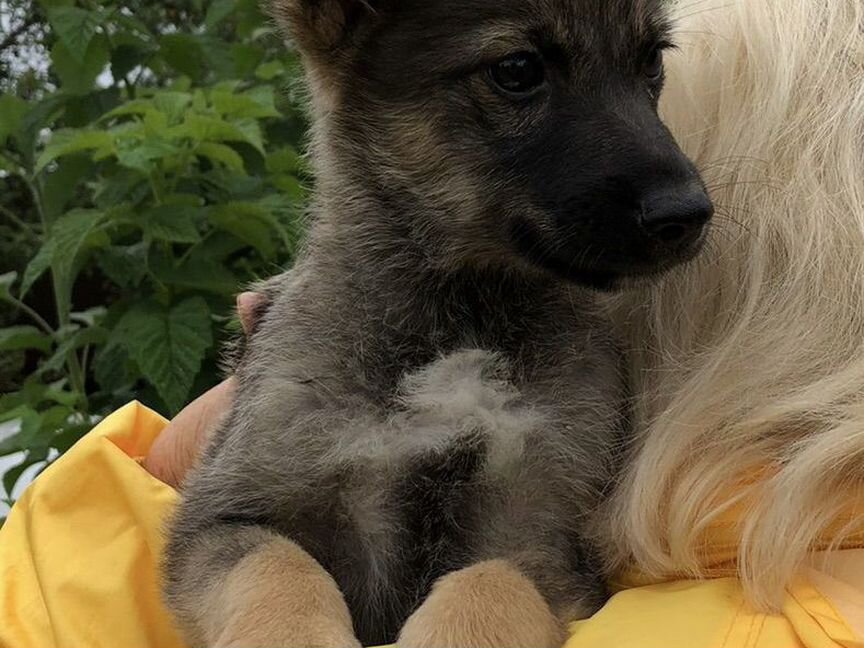 Щенки 2 месяца (2 мальчика)