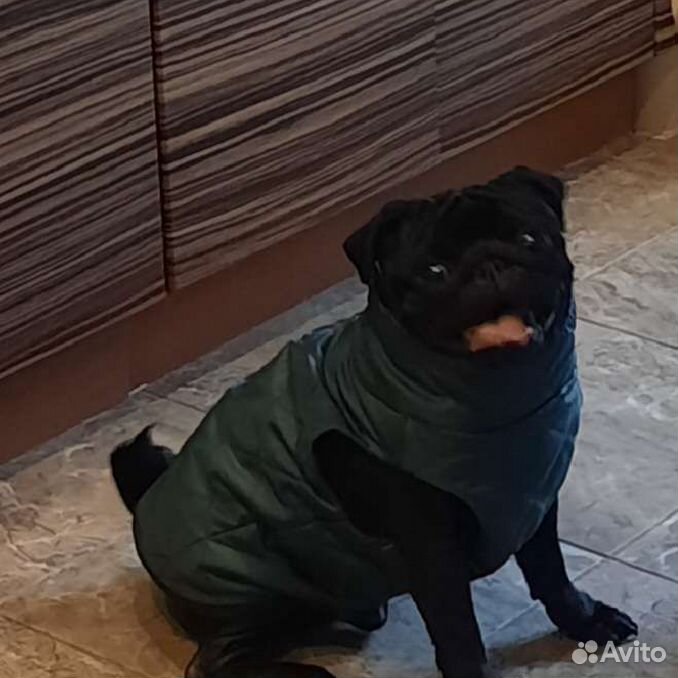 Мопс вязка мальчик