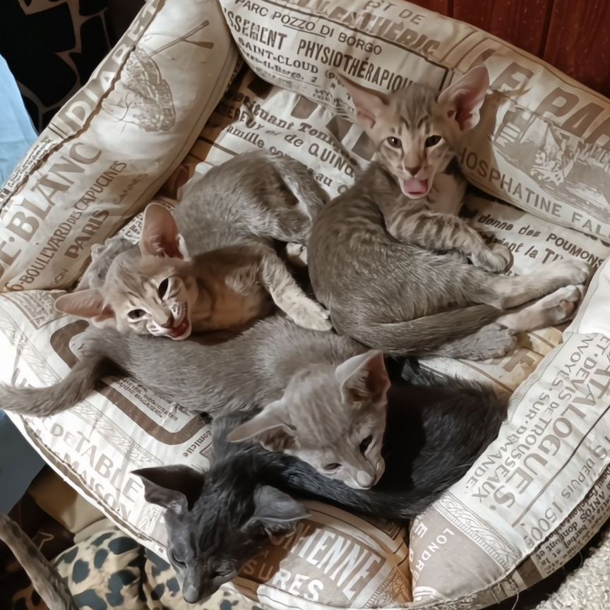 Ориентальный котёнок