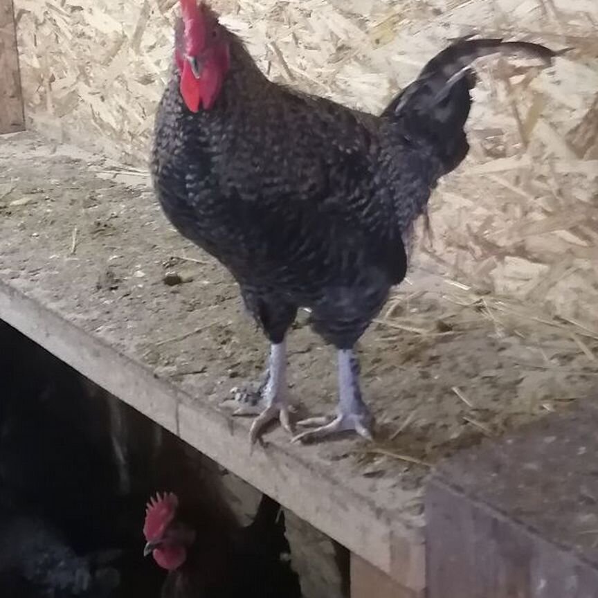 Молодые петухи