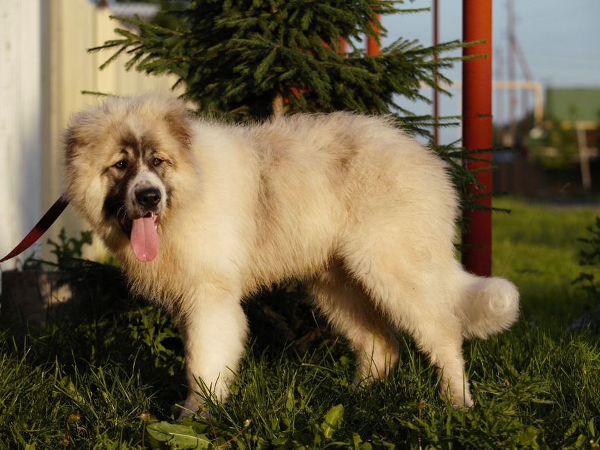 Кавказская овчарка