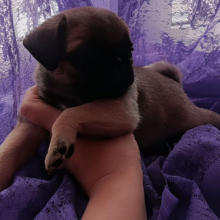 Мопс, щенок