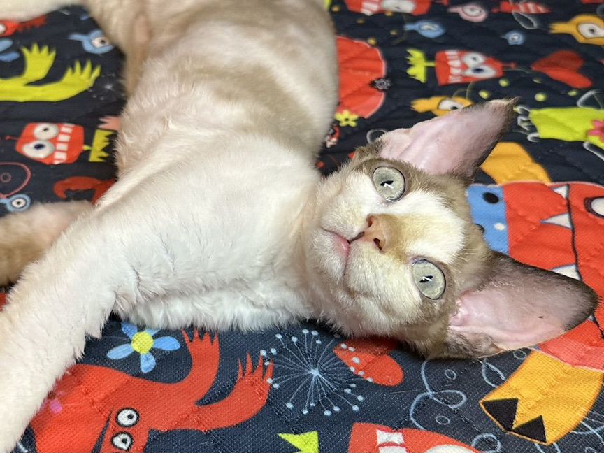 Девочка котенок девон-рекс