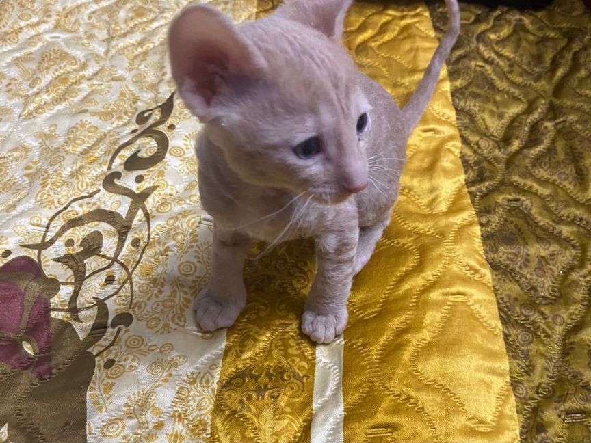 Кошка корниш рекс
