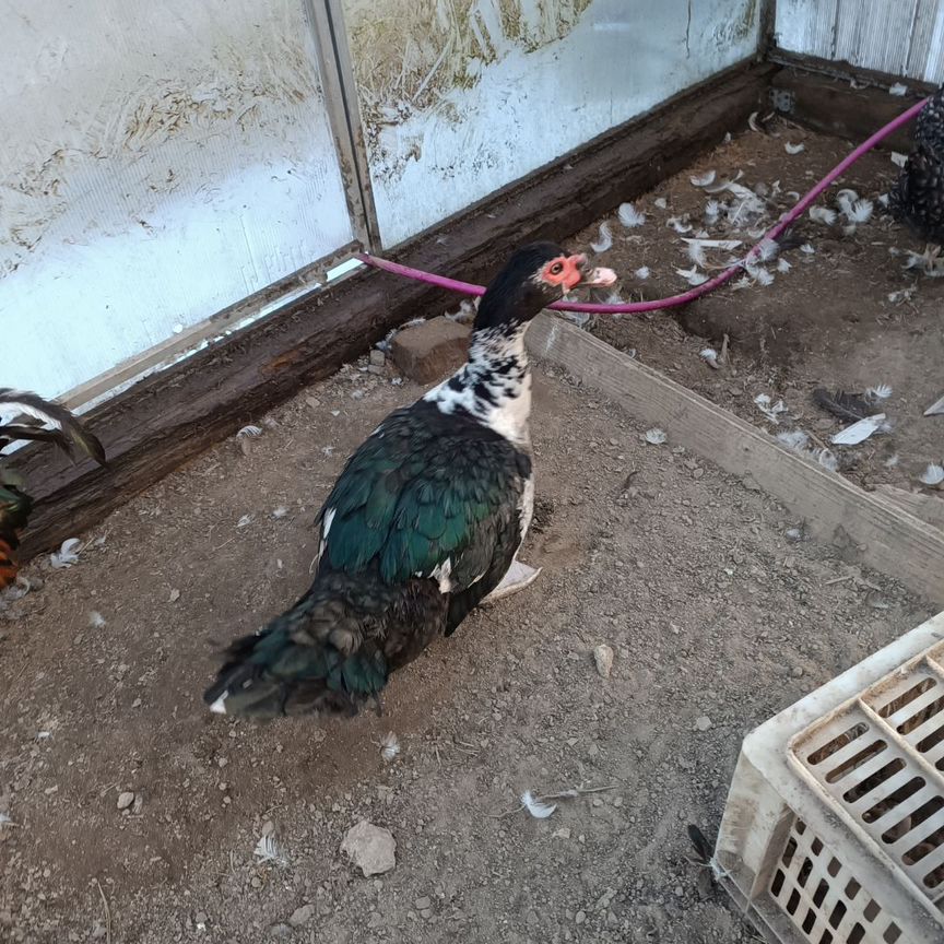 Селезень индоутки