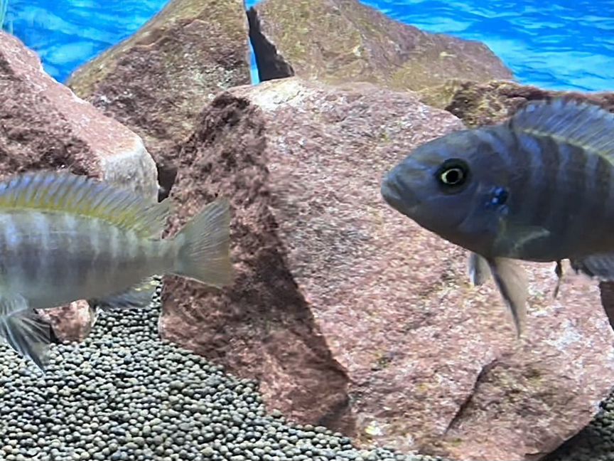 Малавийские цихлиды