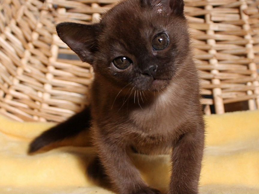 Соболиный мальчик Европейской Бурмы