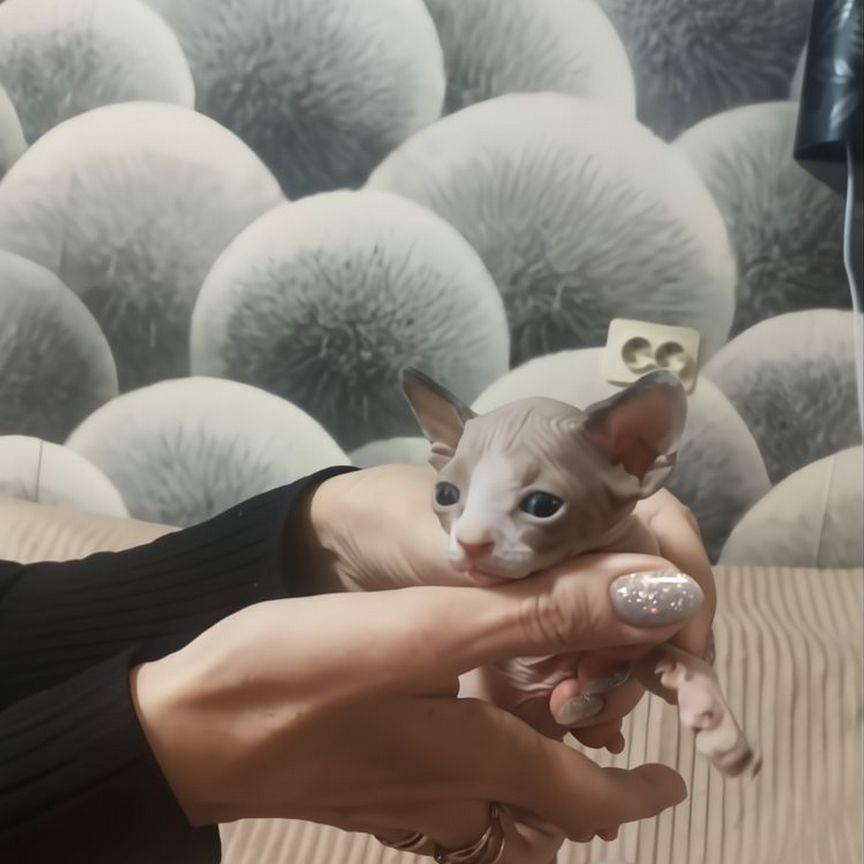 Канадский сфинкс котёнок