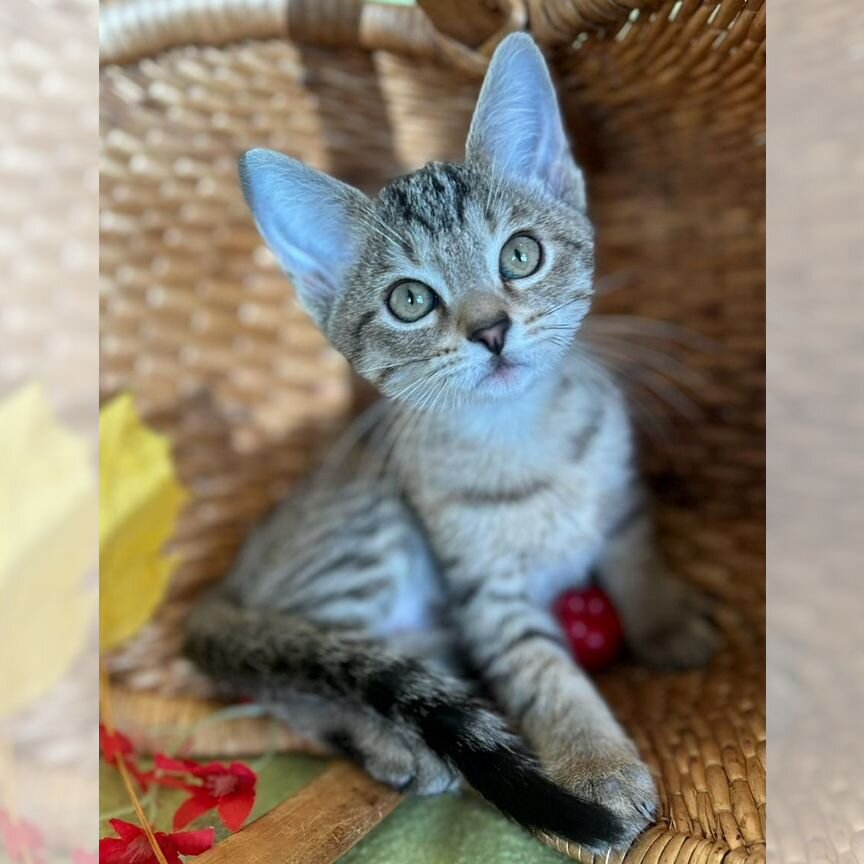 Домашний котёнок Тиграшик