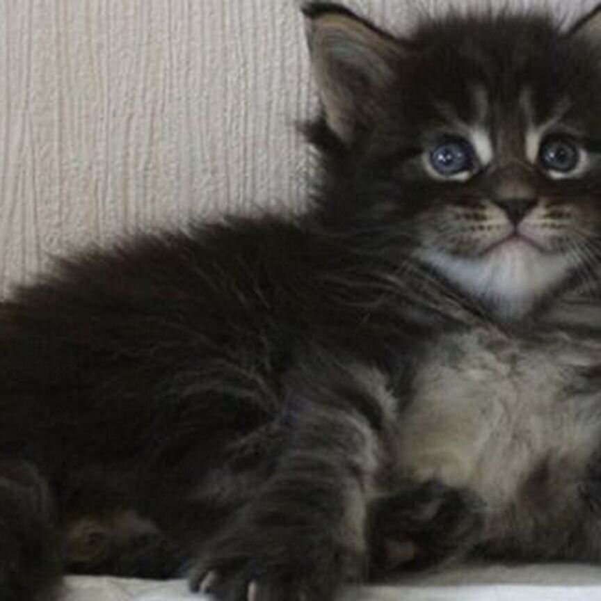 Котята мэйн кун