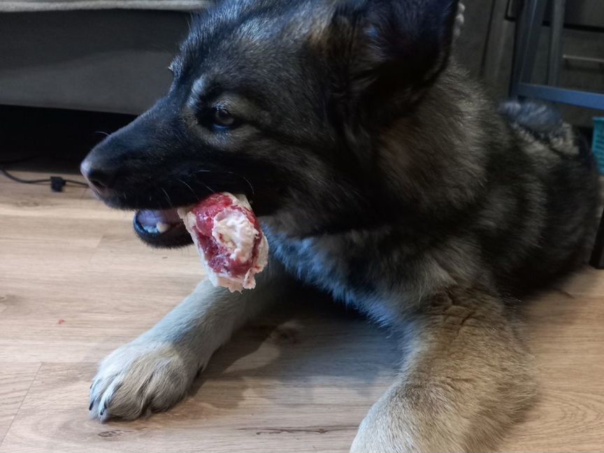 Агата - чудесный медвежонок для любви и радости