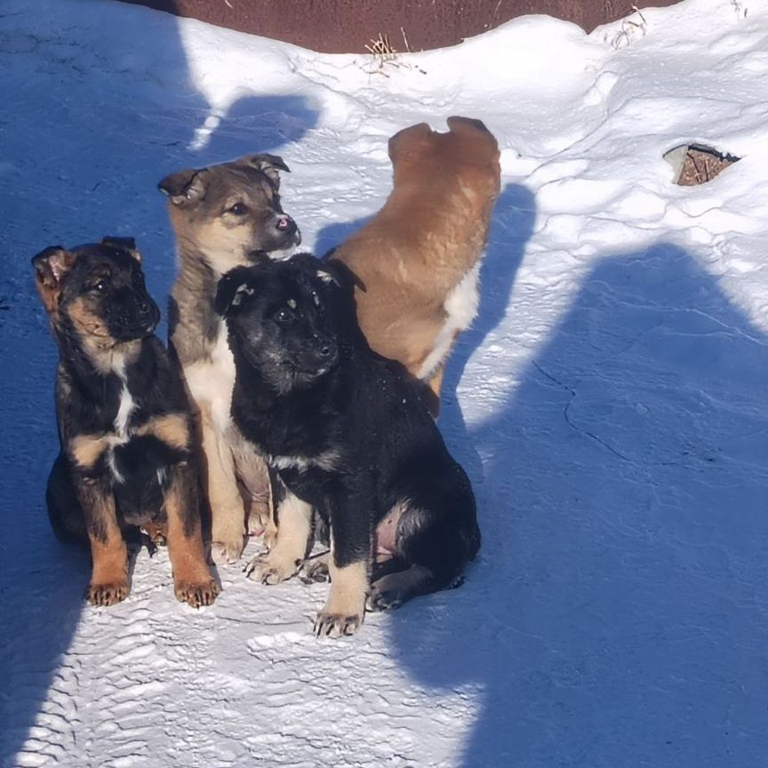 Щенок в добрые руки