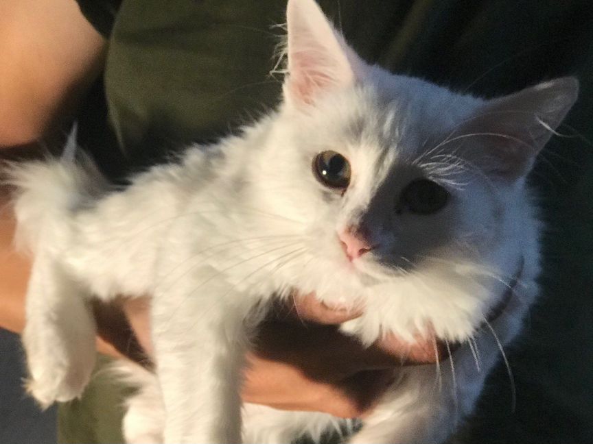 Котятки