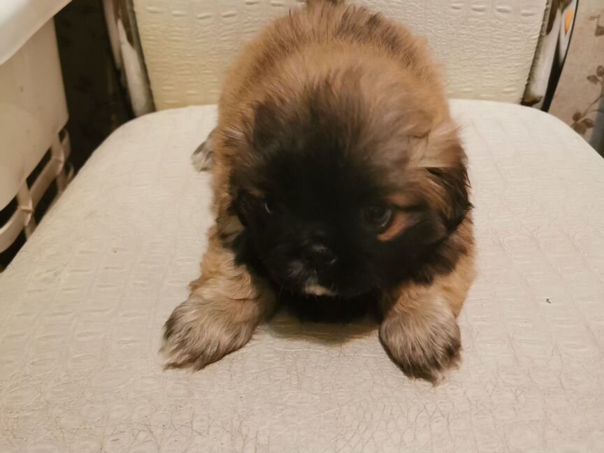 Породистые пекинесы