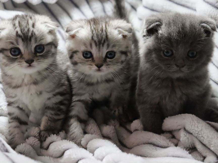 Шотландские вислоухие котята