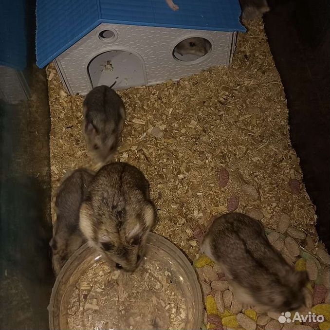 Джунгарский хомяк отдам