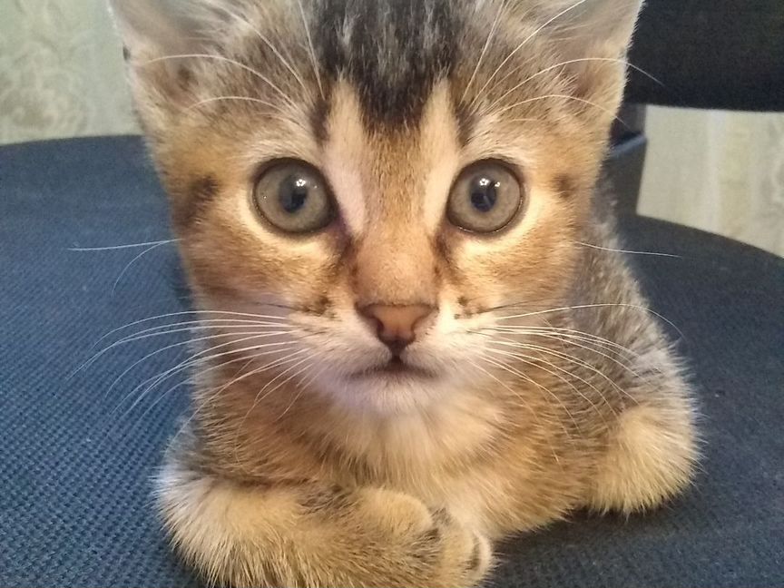 Абиссинская кошка