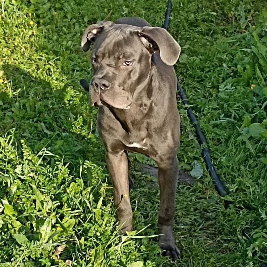 Кане-корсо, щенок