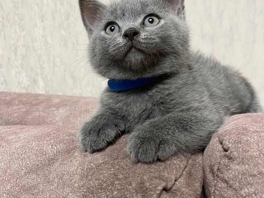 Котята британской и шотландской вязки