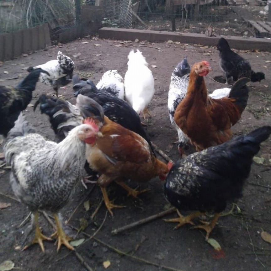 Петрушки домашние молодые, возраст около 5 мес