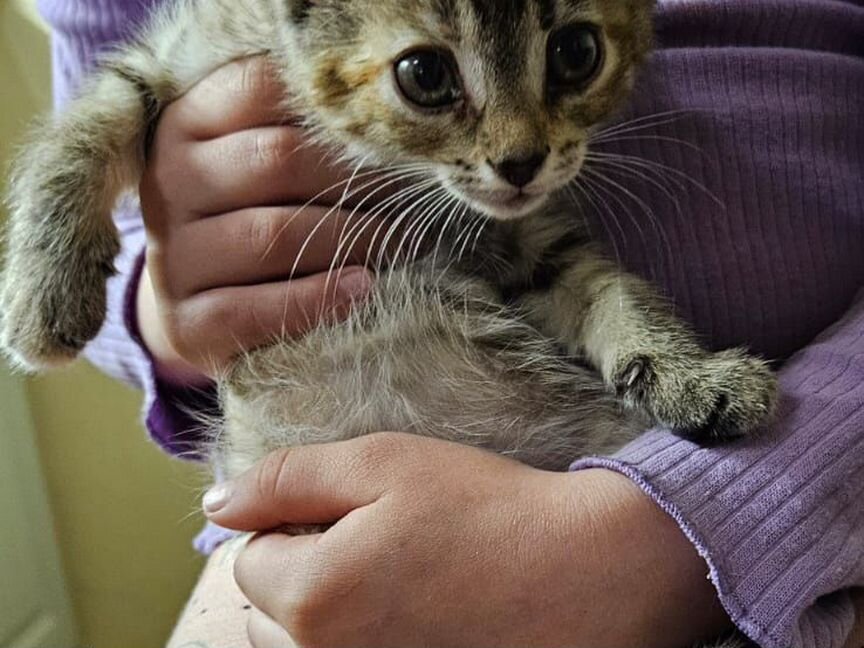 Котенок ищет дом