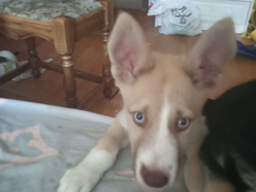 Собака в добрые руки