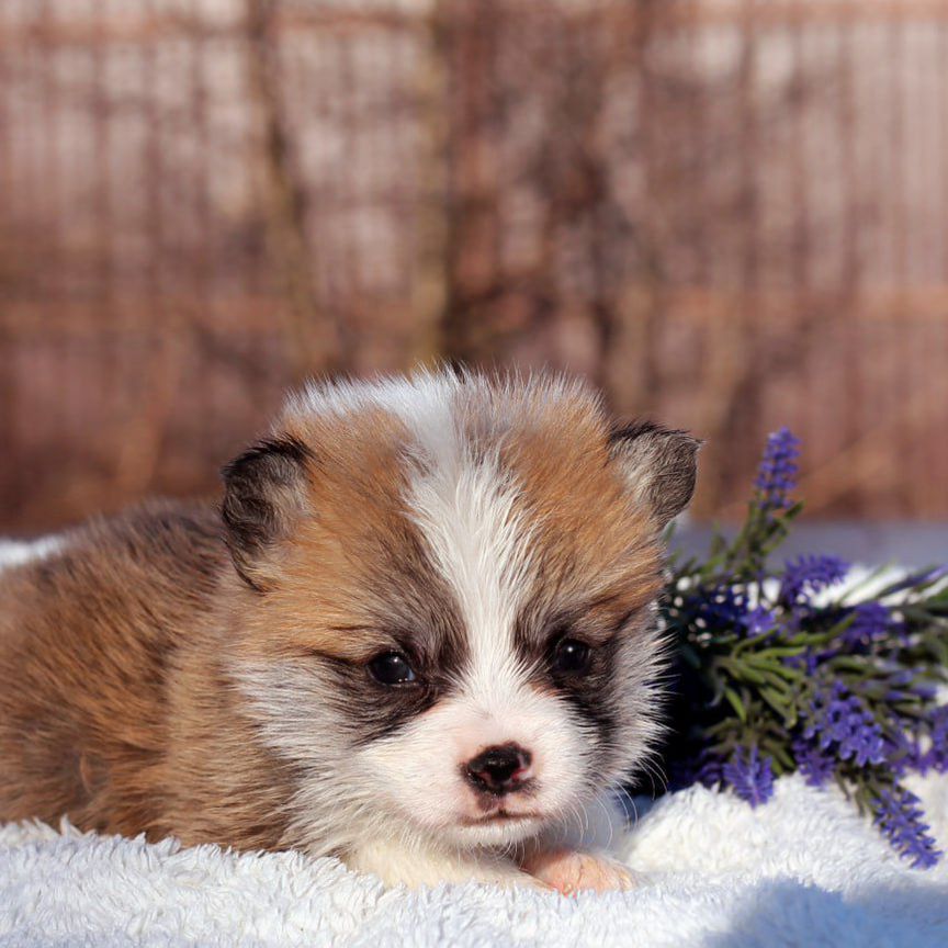 Корги Пемброк мальчики хвостатый и боб
