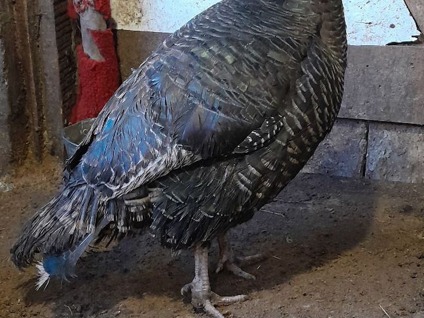 Индюки на мясо