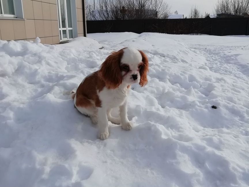 Продам щенка кавалер кинг чарльз спаниель