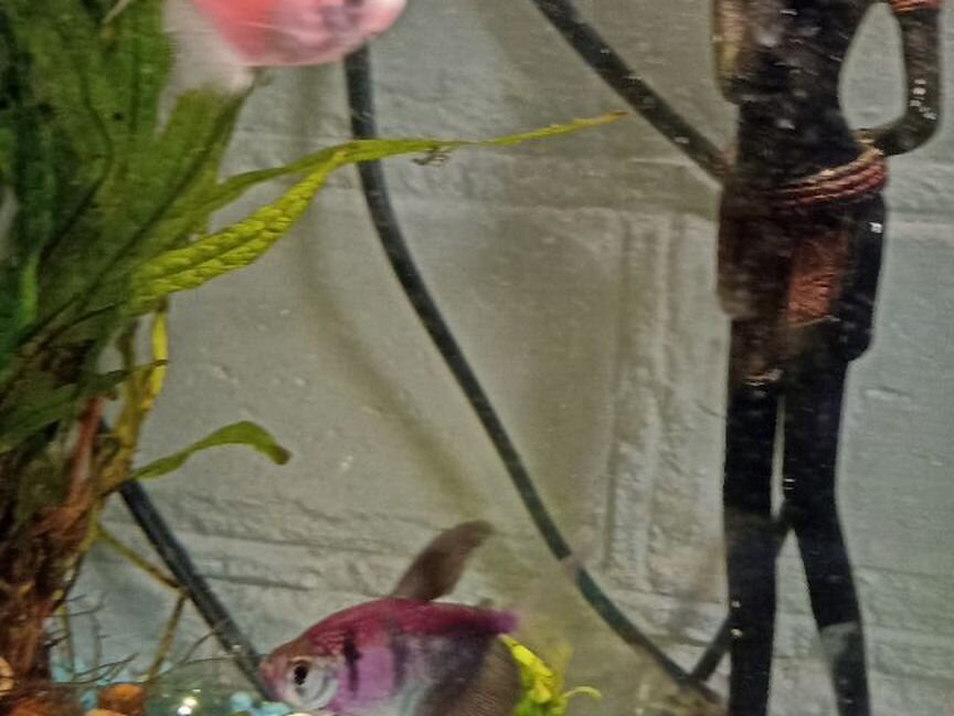 Тернеции в дар