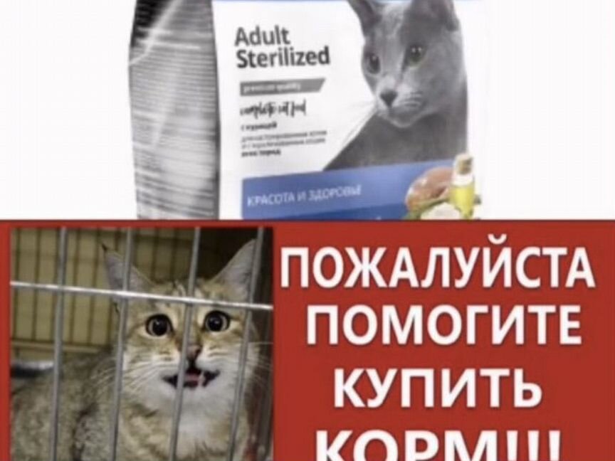 Бездомным животным нужен корм Помогите купить
