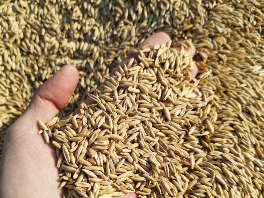 Семечко, Ячмень яровой на корм/посев