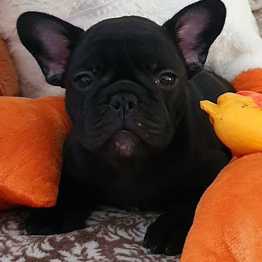 Французский бульдог, щенок