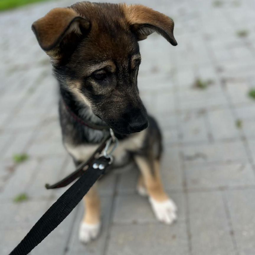 Ищем добрые ручки