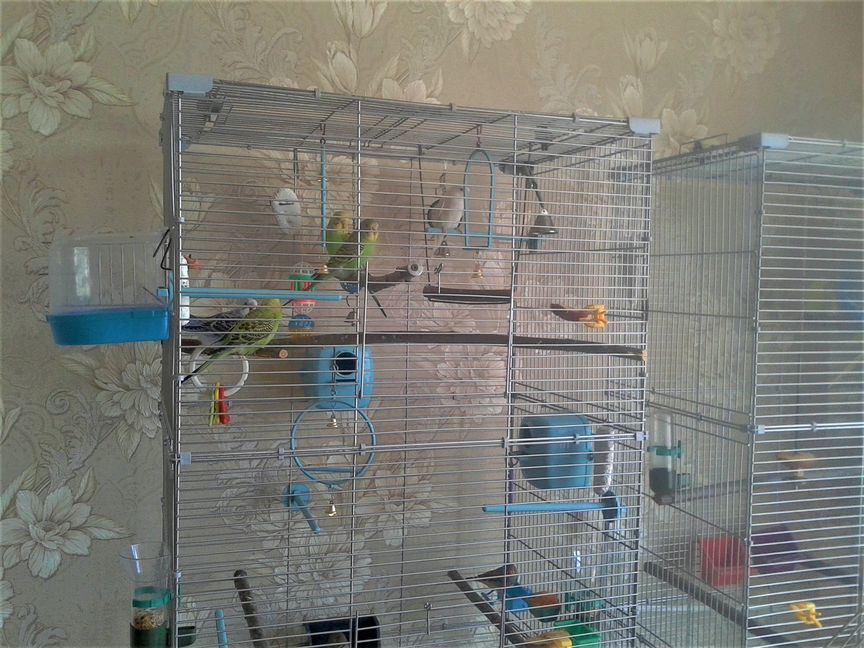 Птенцы волнистый попугай,зебровые амадины