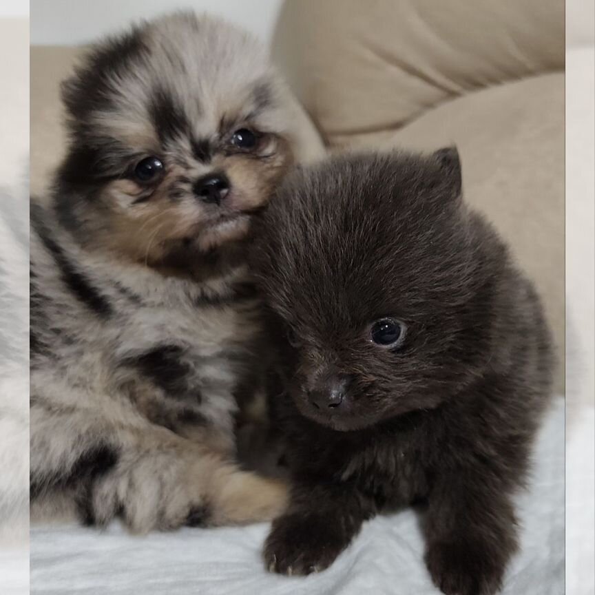 Померанский шпиц, щенок