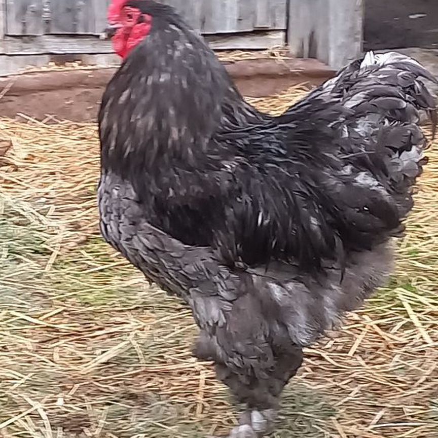 Продам петухов Брама