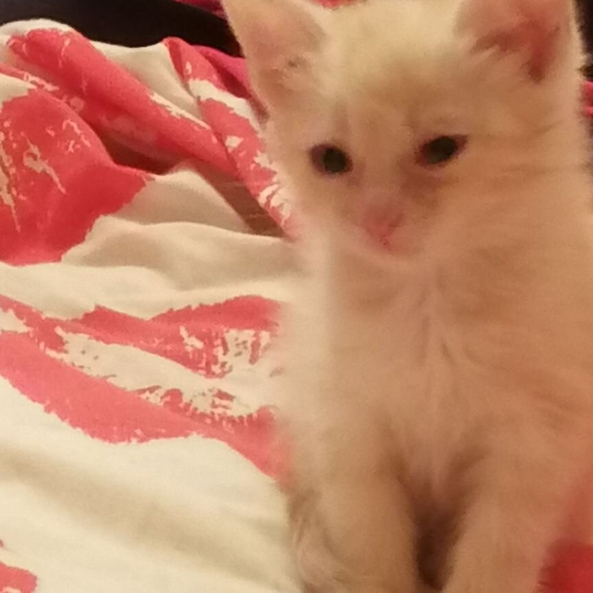 Котеннок